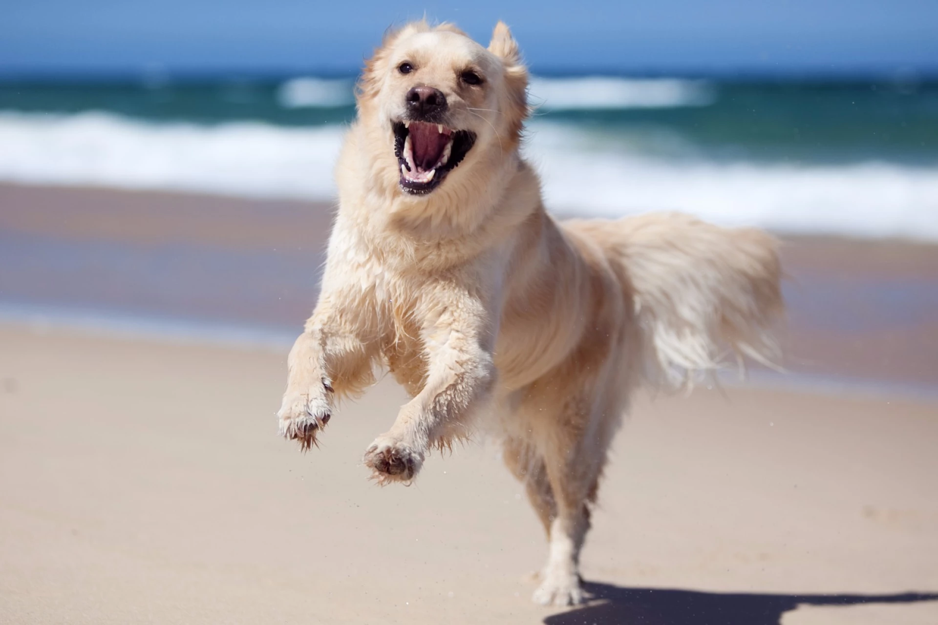 Gene therapy reverses muscular dystrophy symptoms in dogs