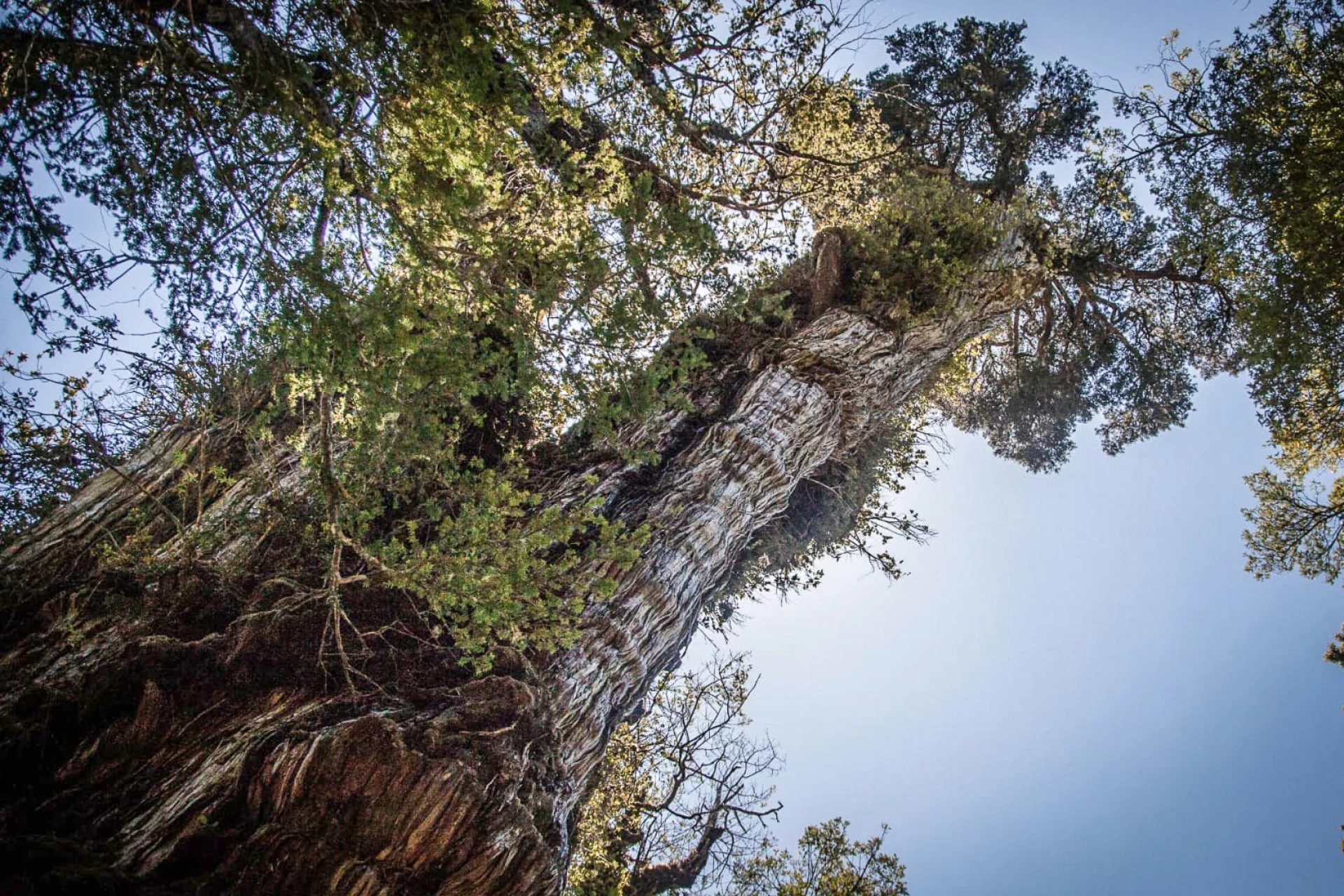 Sizing up South America's oldest living tree