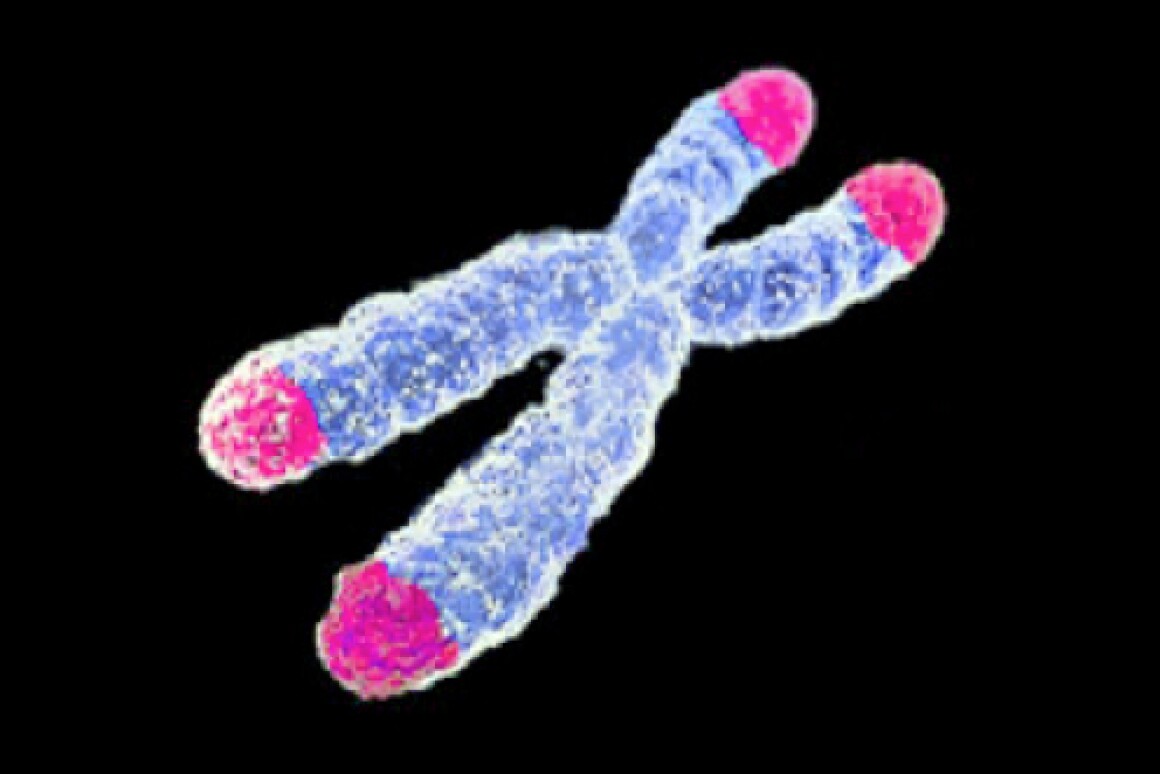 Telomere-lengthening procedure turns clock back years in human cells