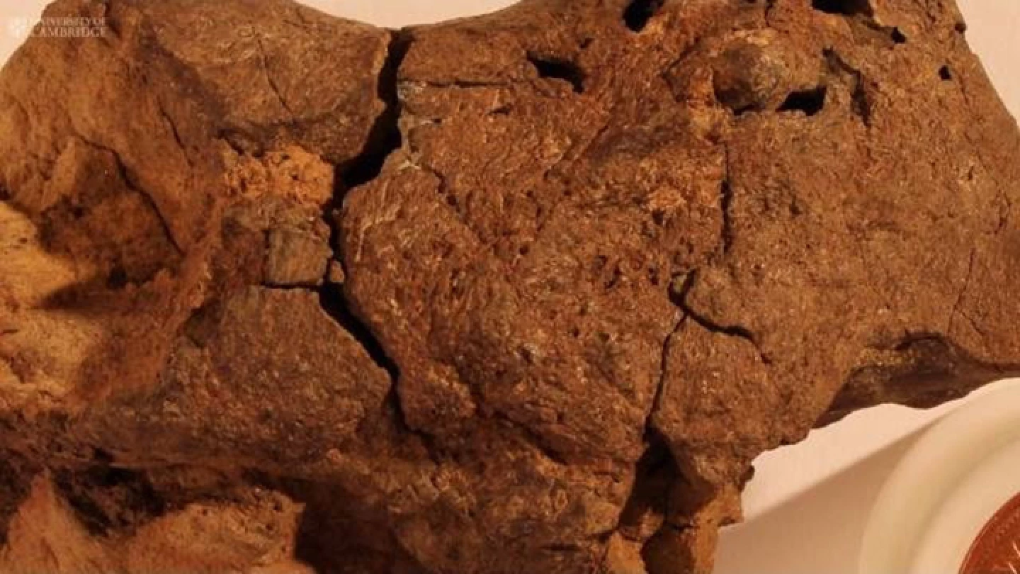 Bog-pickled dinosaur brains make for a remarkable fossil