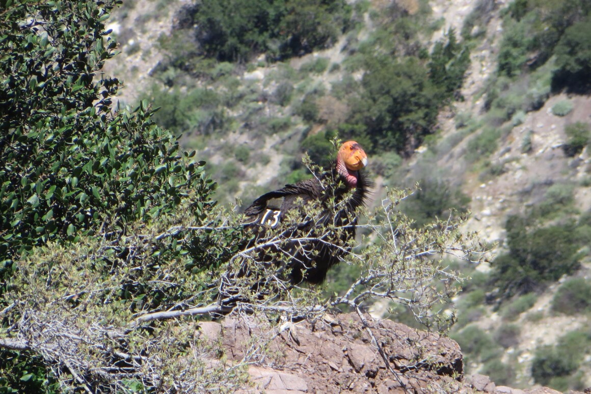 Here's how to spy on an endangered condor chick in the wild