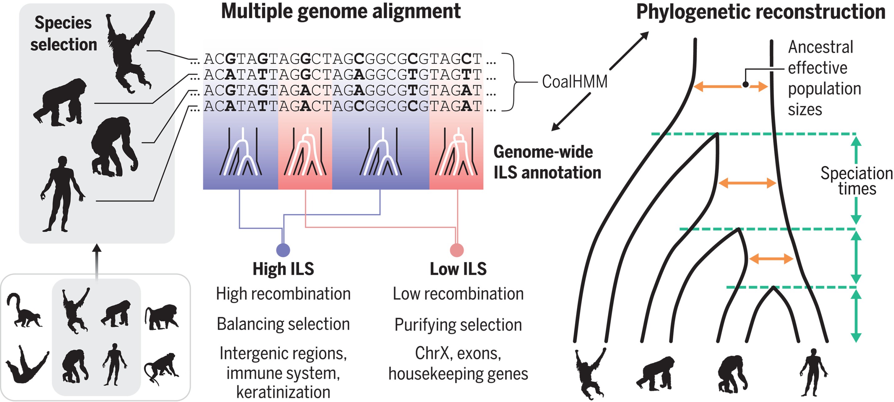 Primate AI provides breakthrough in predicting human diseases