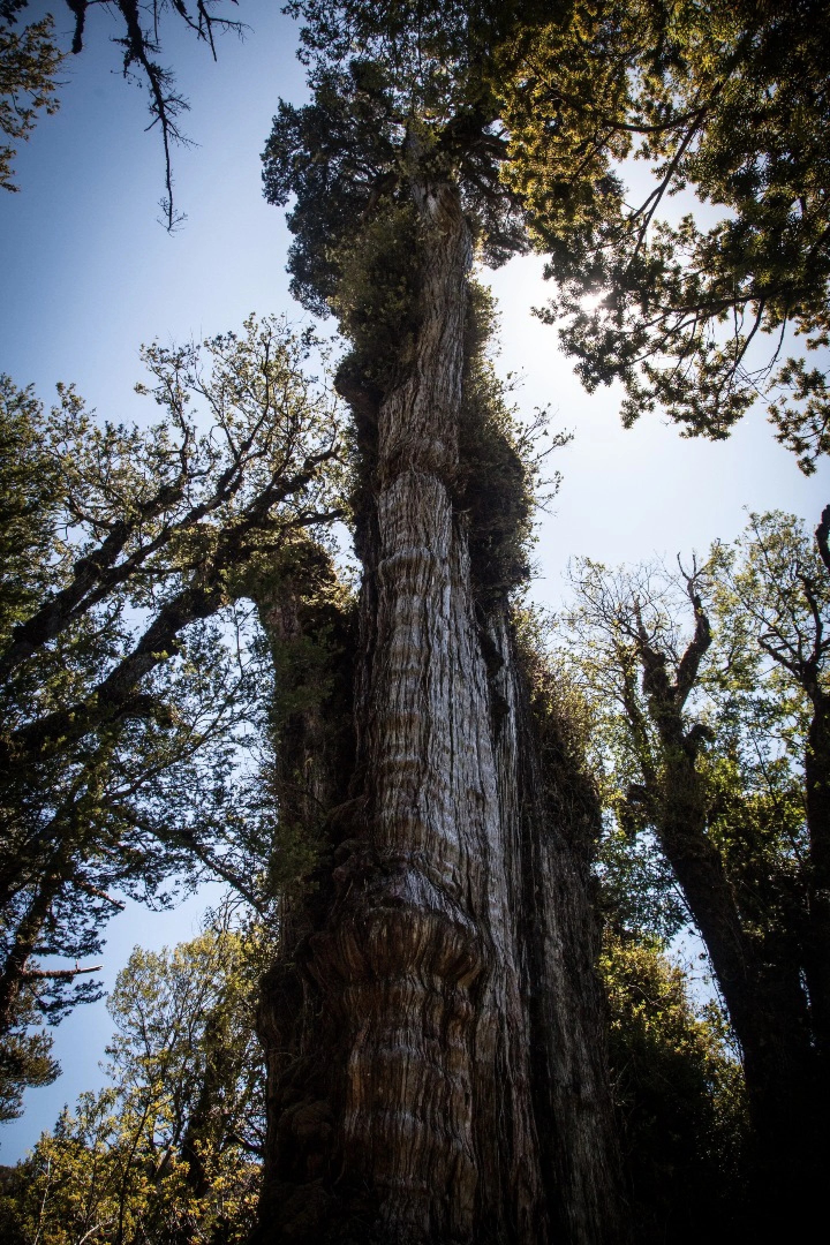 Sizing up South America's oldest living tree