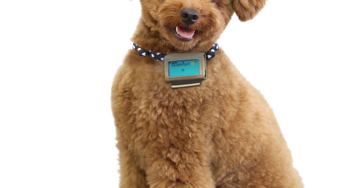 Fujitsu's Wandant cloud-based pedometer for dogs launches in Japan