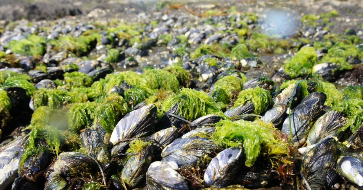 Researchers develop high-performance underwater glue inspired by mussels