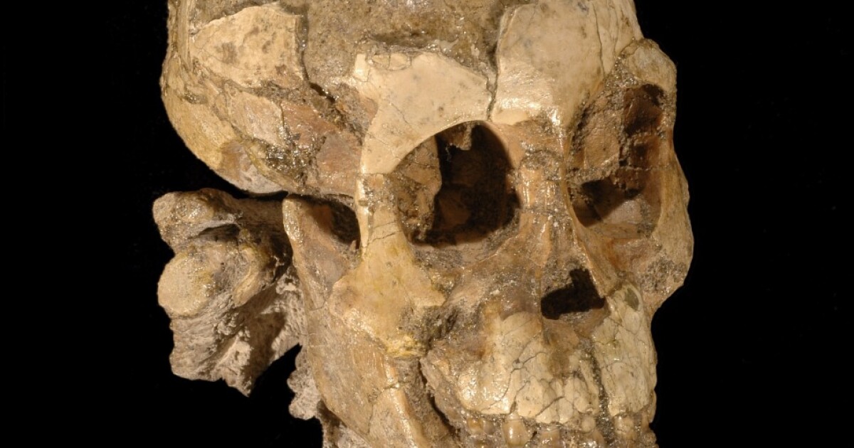 A fossil find with real backbone