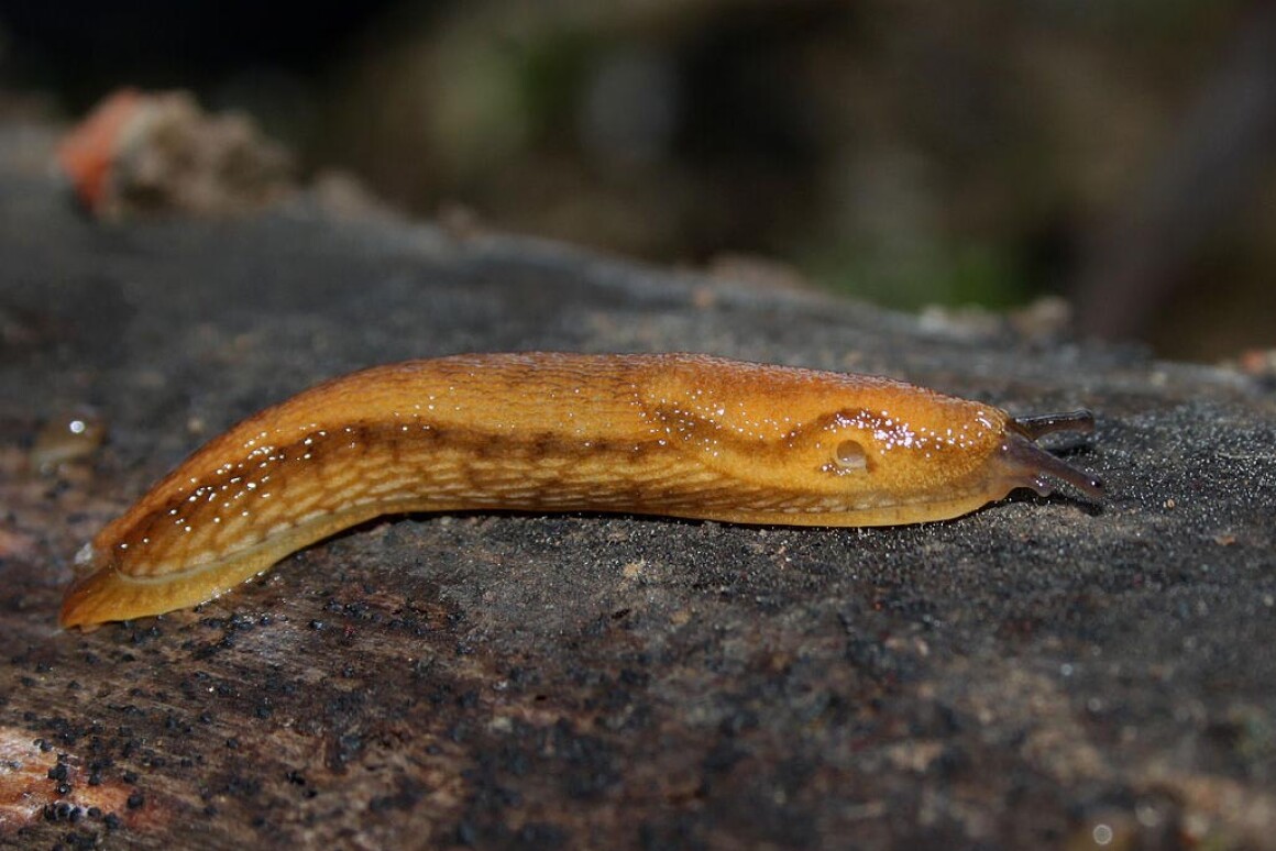 Slimy slug inspires non-toxic surgical adhesive