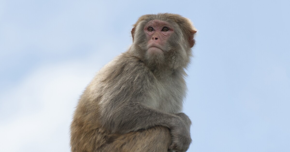 Monkeys' brains controlled using light