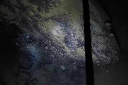 Never-before-seen animals discovered deep beneath Antarctic ice shelf