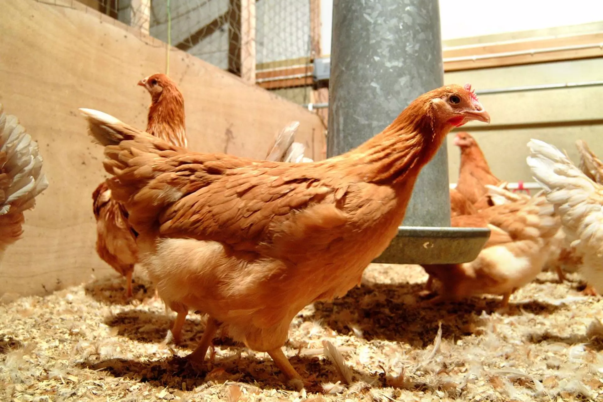 "Chicken bioreactors" lay medicinal eggs