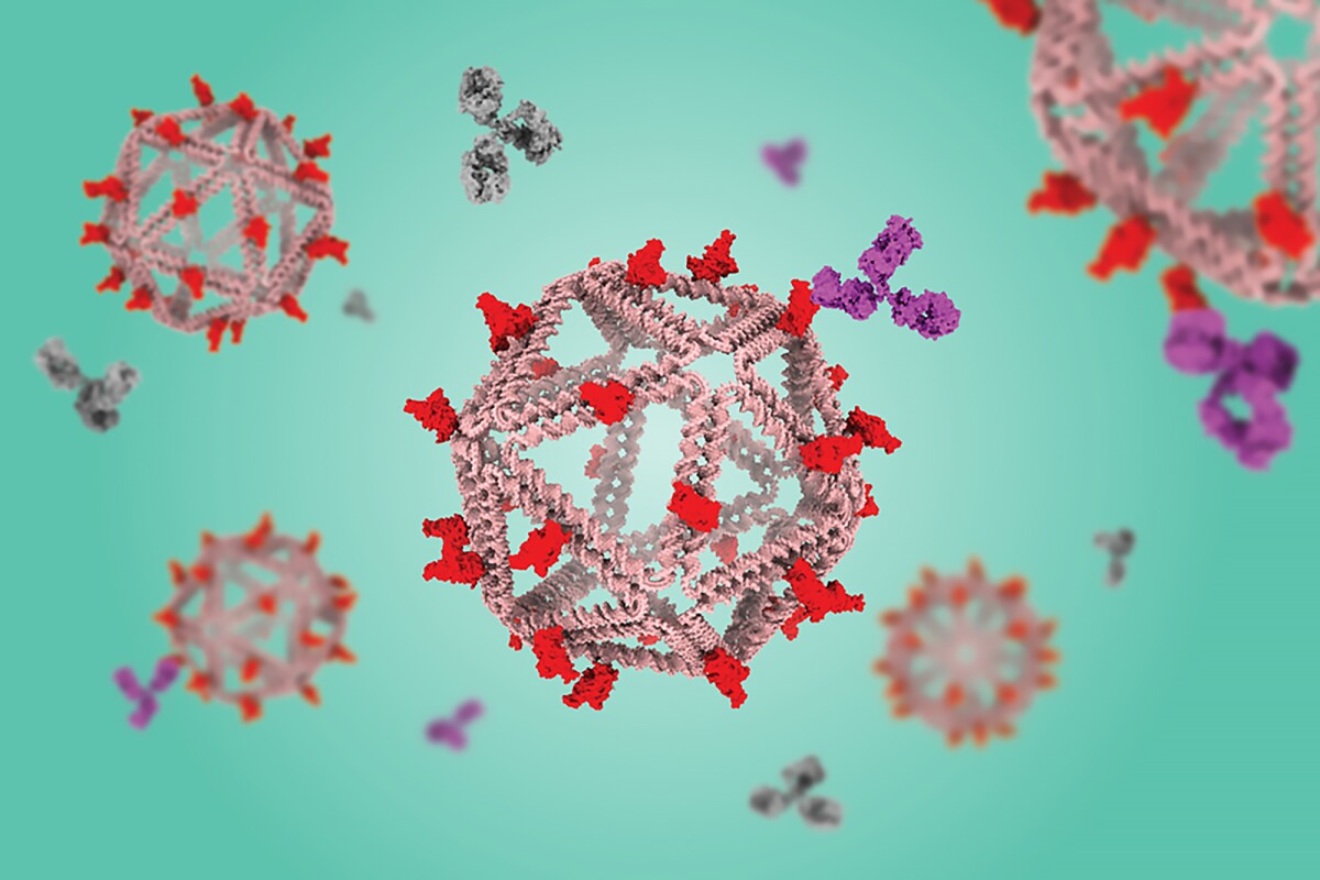 Virus Mimicking Dna Particles Deliver Vaccine Without Immune Side Effects