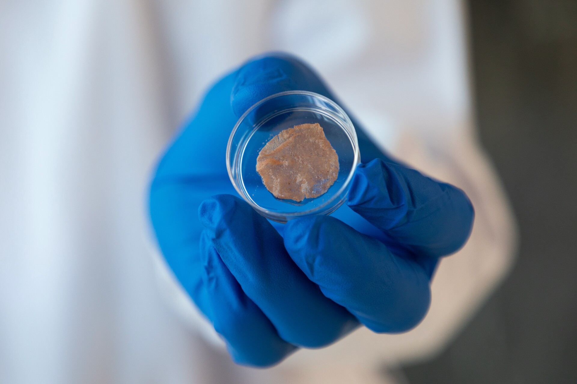 Plant-based scaffold may boost the production of cultured meat