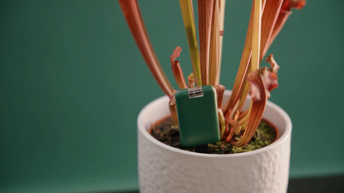 Clever gadget makes it (near) impossible to kill your houseplants