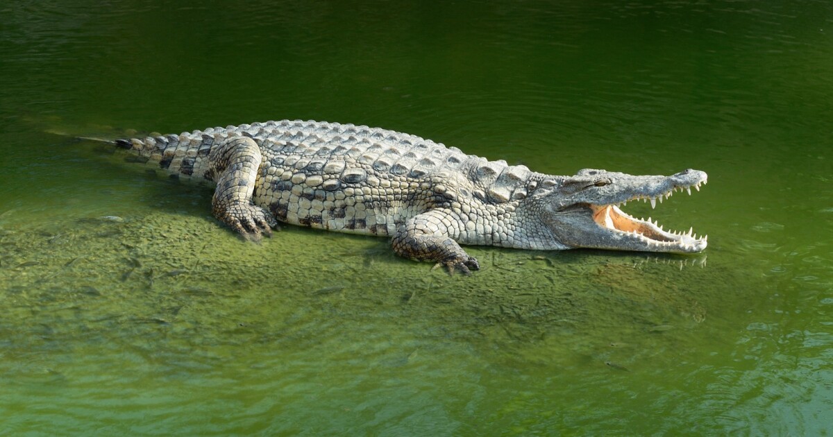 Aw snap! Longest alligator study reveals some big surprises
