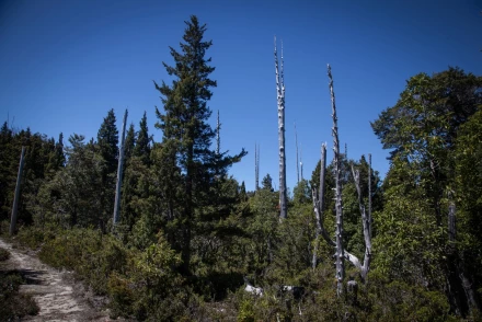 Sizing up South America's oldest living tree